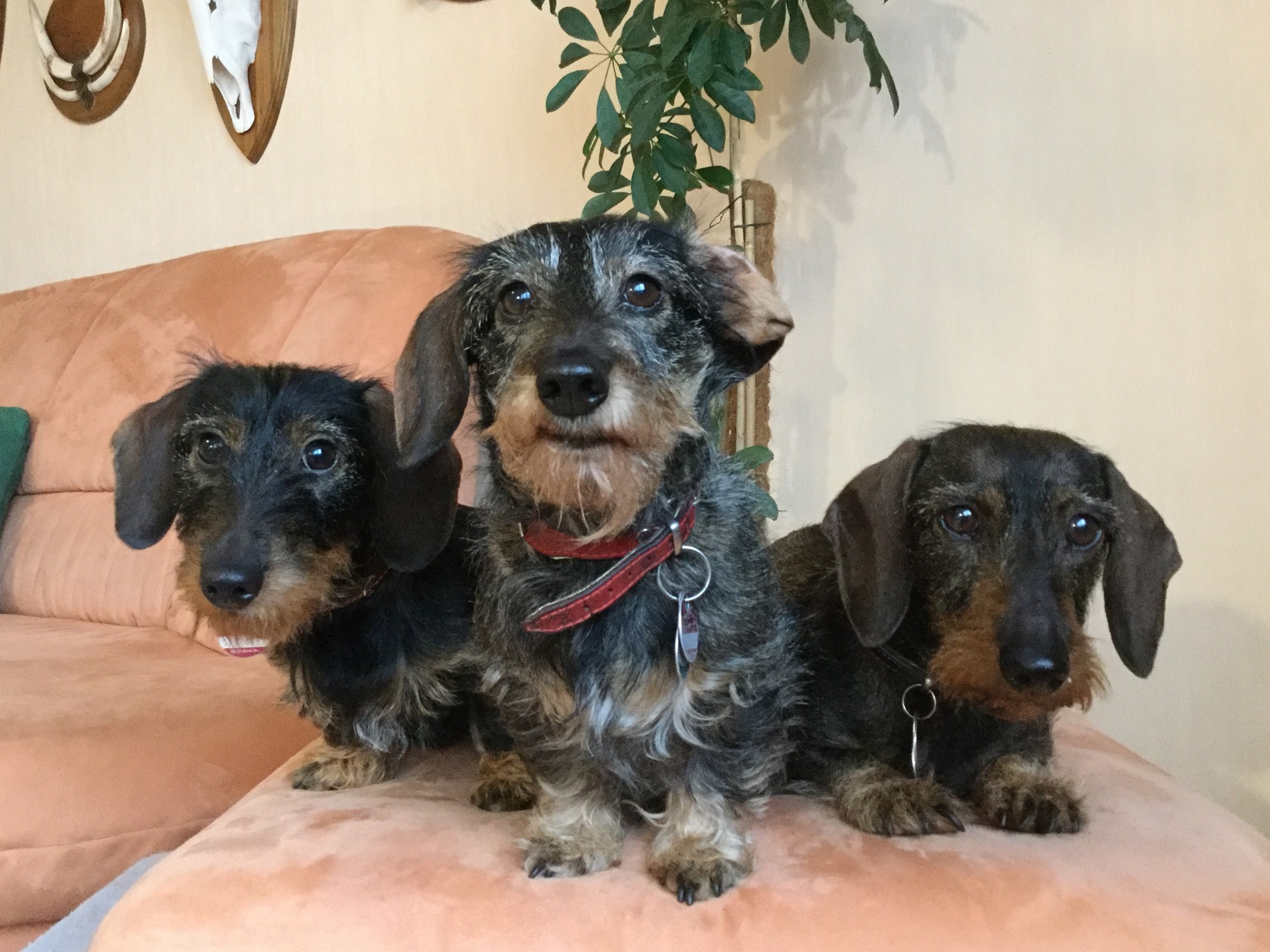 Unsere Hunde - "WEBERS" ZWERG-RAUHAARDACKEL