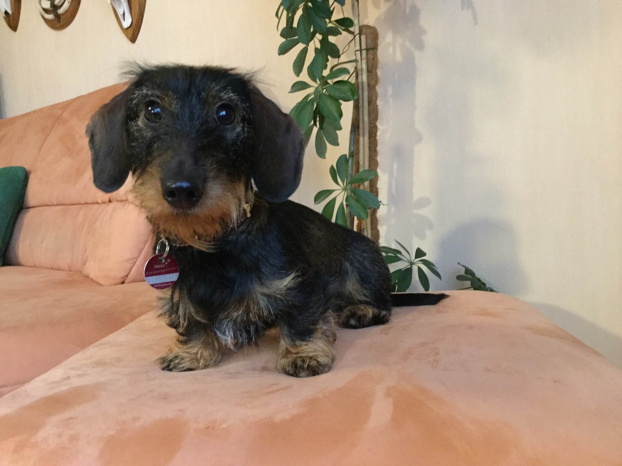 Unsere Hunde - "WEBERS" ZWERG-RAUHAARDACKEL