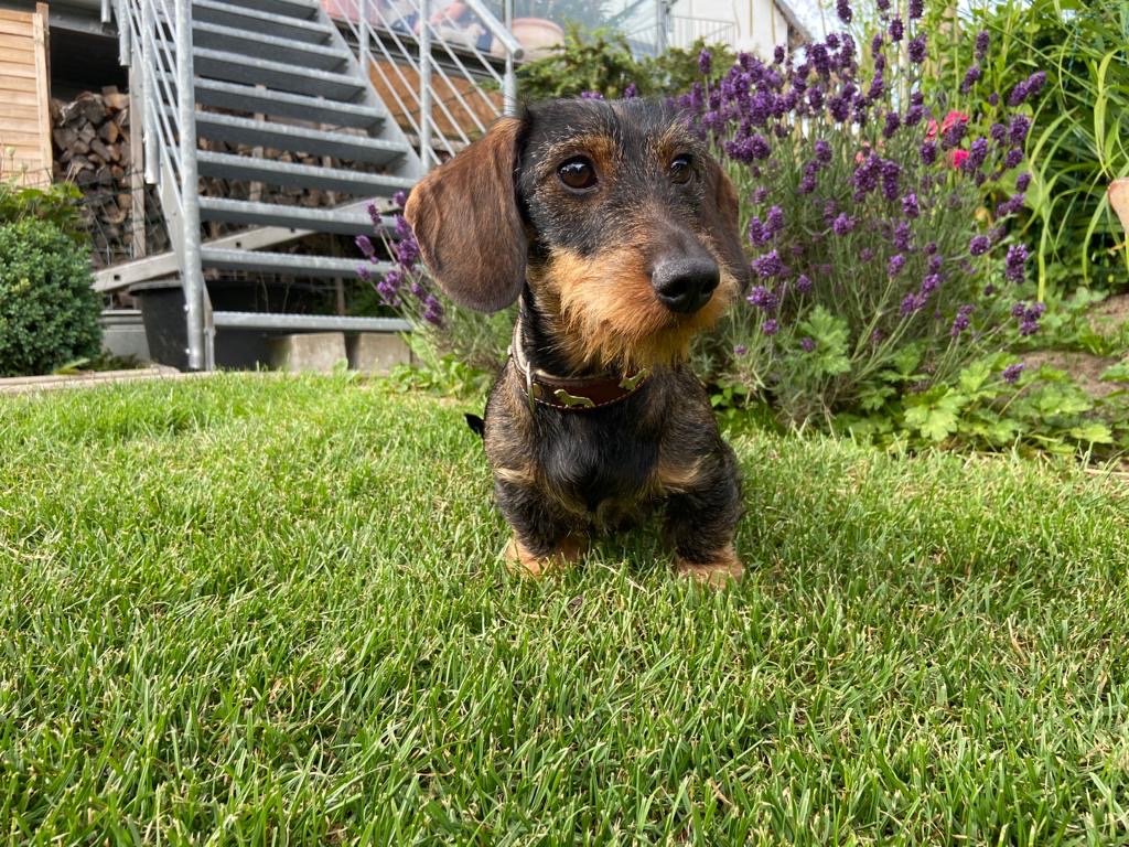 Unsere Hunde - "WEBERS" ZWERG-RAUHAARDACKEL